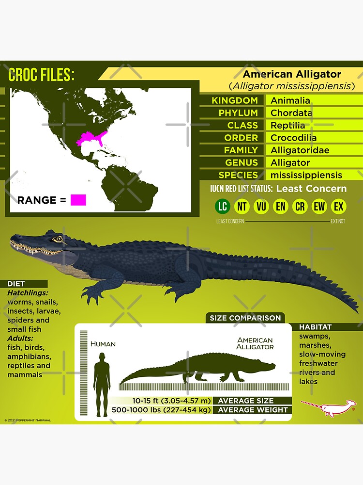 "Croc Files: American Alligator" Sticker for Sale by PepomintNarwhal ...