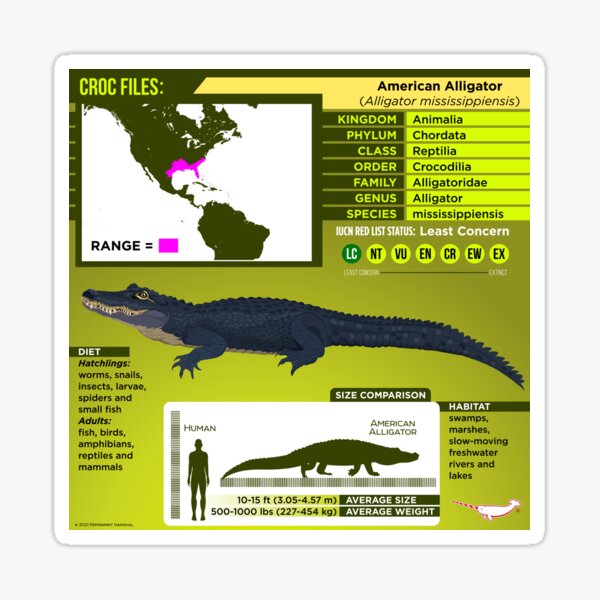 "Croc Files: American Alligator" Sticker for Sale by PepomintNarwhal ...