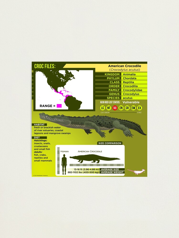 "Croc Files: American Crocodile" Photographic Print for Sale by ...