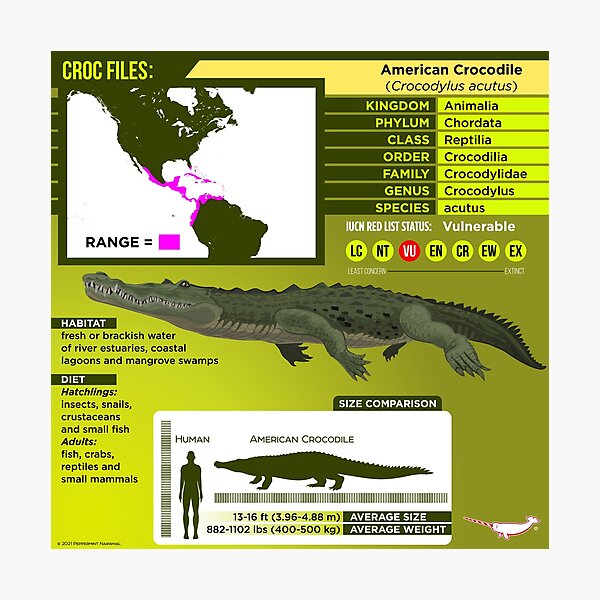 "Croc Files: American Crocodile" Photographic Print for Sale by ...