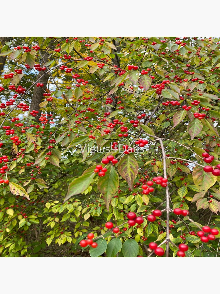 "Little Red Tree Berries" Sticker for Sale by Views4Days | Redbubble