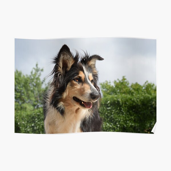 "Border collie" Poster for Sale by Gallinasymas | Redbubble
