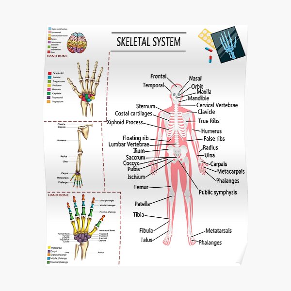 "Human Anatomy And Physiology Part Hand Bone Science Educational School ...