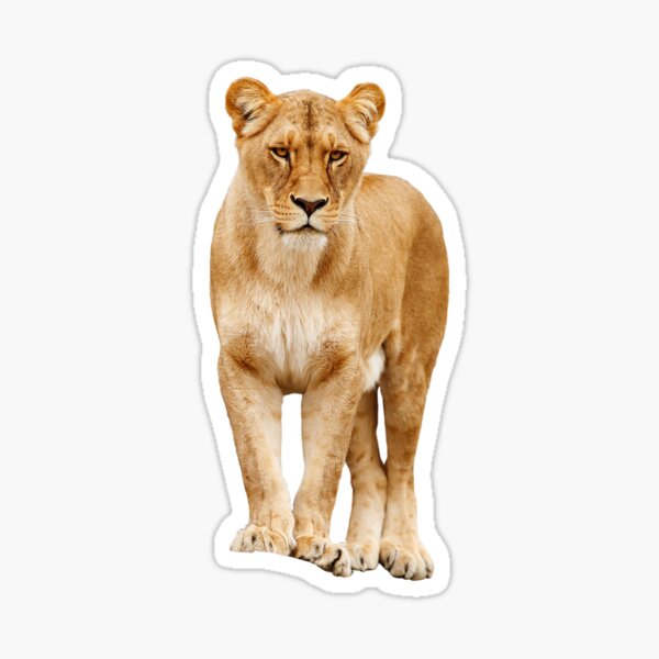 "Lioness" Sticker by MaximNosov | Redbubble