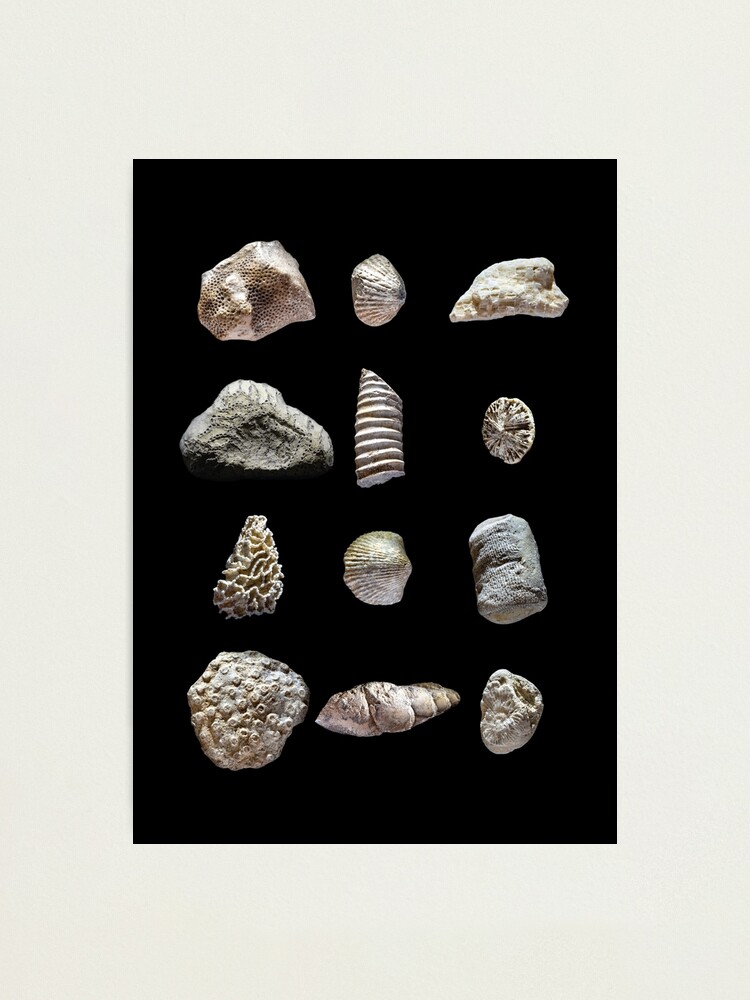 Paleozoic Marine Fossils From Ordovician And Silurian Periods Photographic Print For Sale By