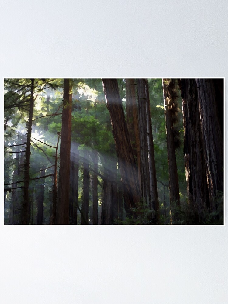 "Forest Light - Shafts of Sun Light beam through the trees" Poster by ...