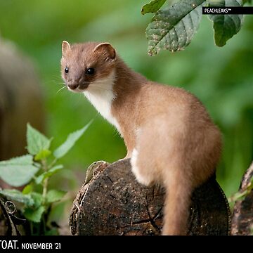 Sticker for Sale avec l'œuvre « Hermine de Peachleaks™ (novembre 2021 ...