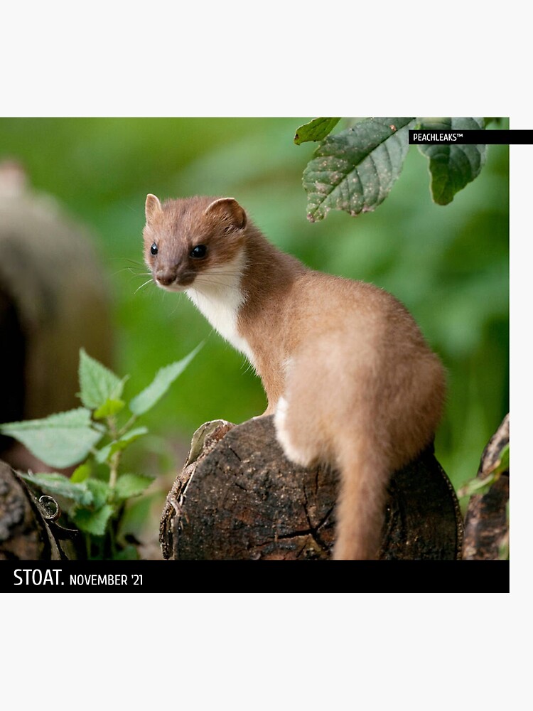 Sticker for Sale avec l'œuvre « Hermine de Peachleaks™ (novembre 2021 ...