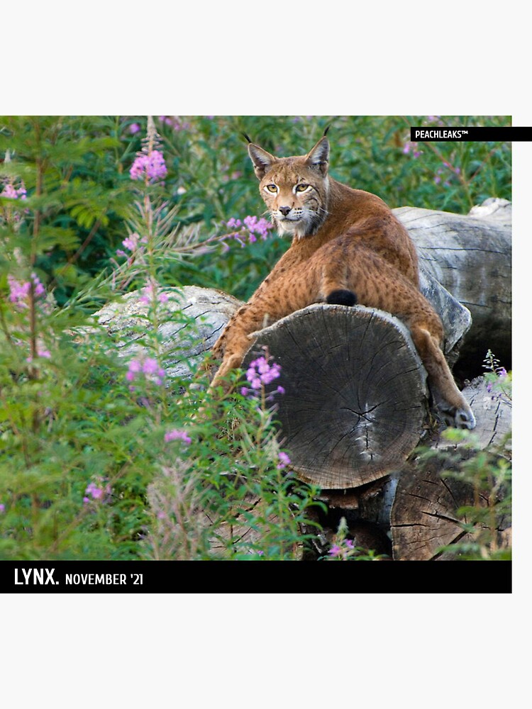 "Lynx by Peachleaks™ (November 2021)" Sticker for Sale by peachleaks ...