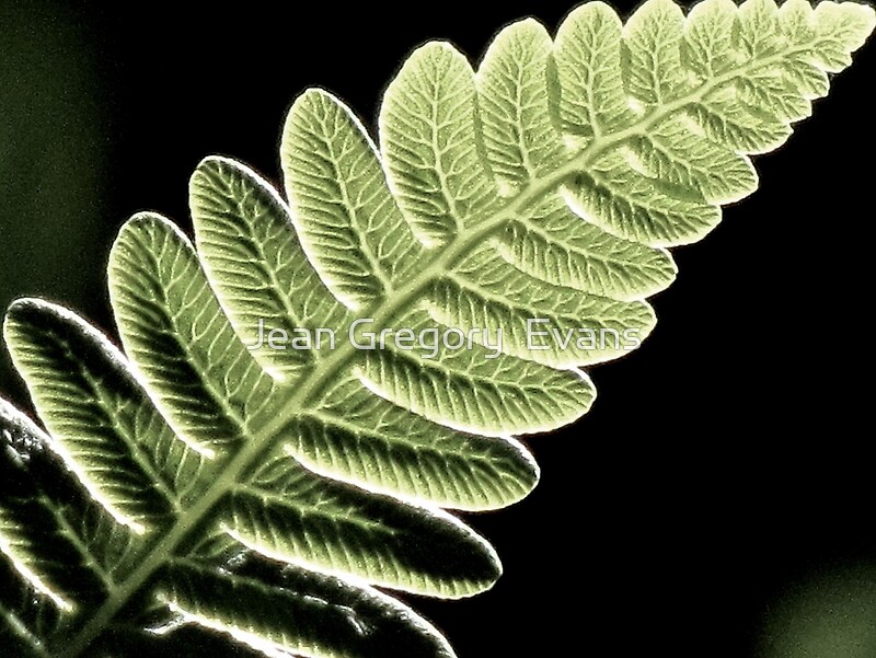 "Veins In The Pinna Of A Fern Frond" by Jean Gregory Evans | Redbubble