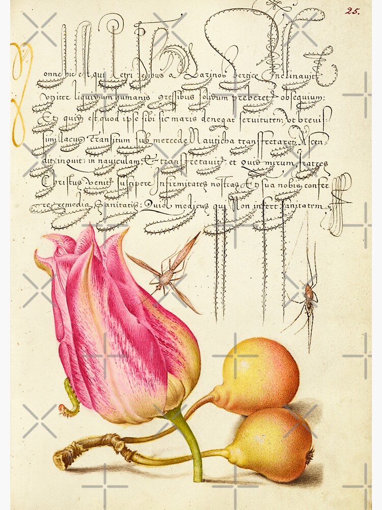 "Naturalist Manuscript: Insects, Flower and Fruit Calligraphy ...