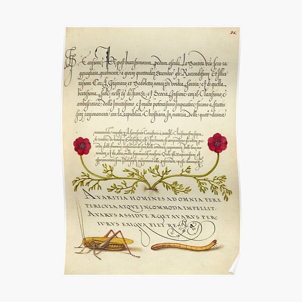"Naturalist Manuscript: Insects and Flower Calligraphy Illumination ...