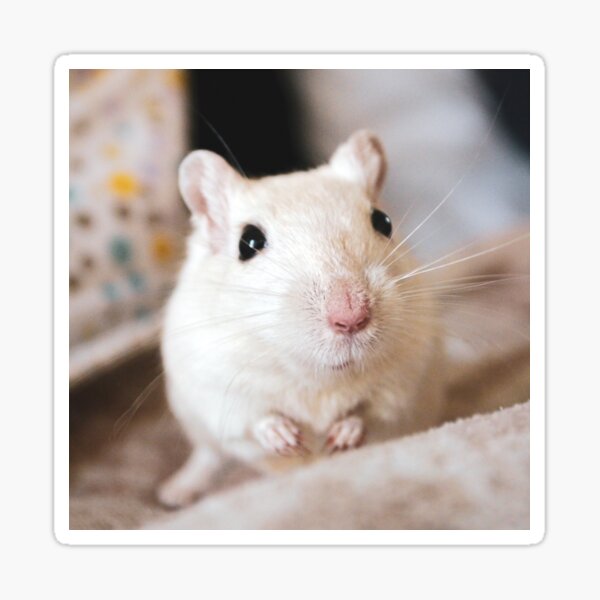 "Eggs the Gerbil" Sticker by mouchette111 | Redbubble