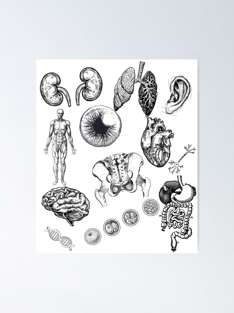 "Anatomy and Physiology Biology body parts gift" Poster for Sale by ...
