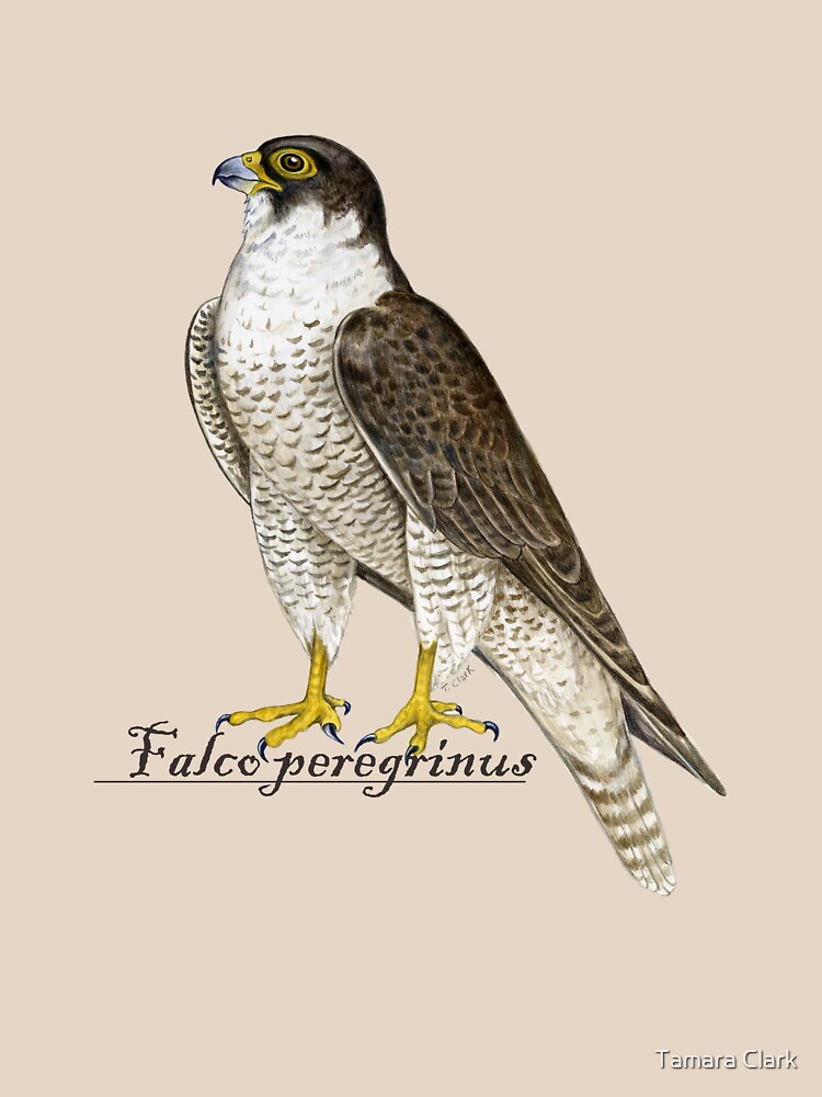 "Peregrine Falcon (Falco peregrinus)" T-shirt for Sale by edenart ...