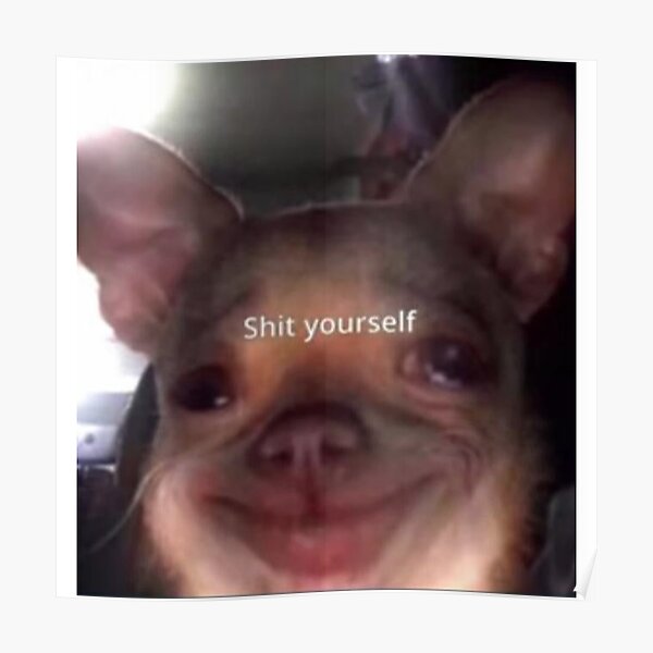 "shit yourself dog meme" Poster for Sale by zetaexe | Redbubble