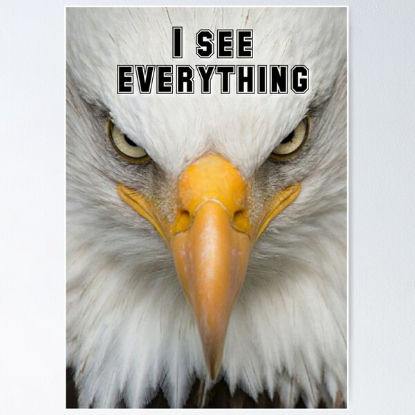 Eagle Eyes Memes Staring Eagle / Marvin Beak | Know Your Meme