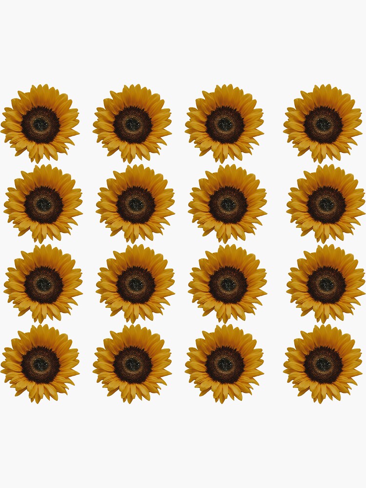"color image of a sunflower, flowers that rotates behind the sun ...