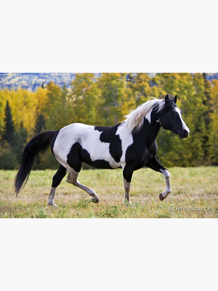 "Pinto Stallion Running" Sticker for Sale by ScienceSource | Redbubble