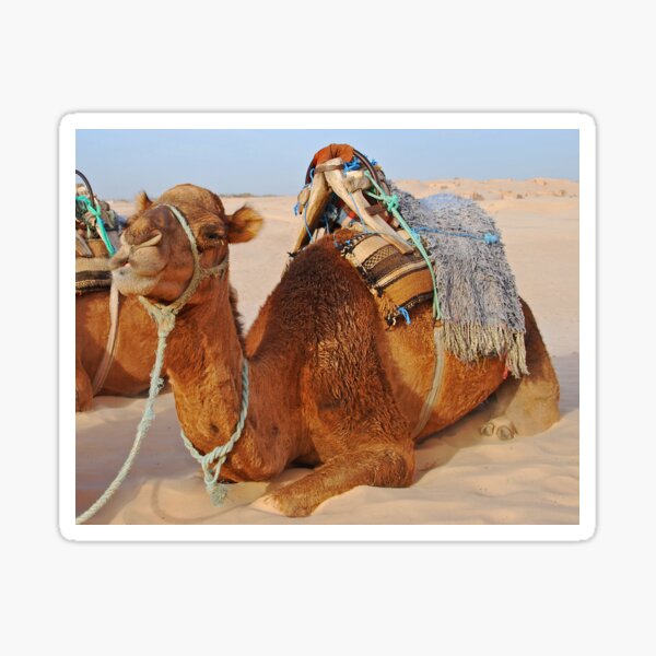 "Camel" Sticker by Graz-Photos | Redbubble