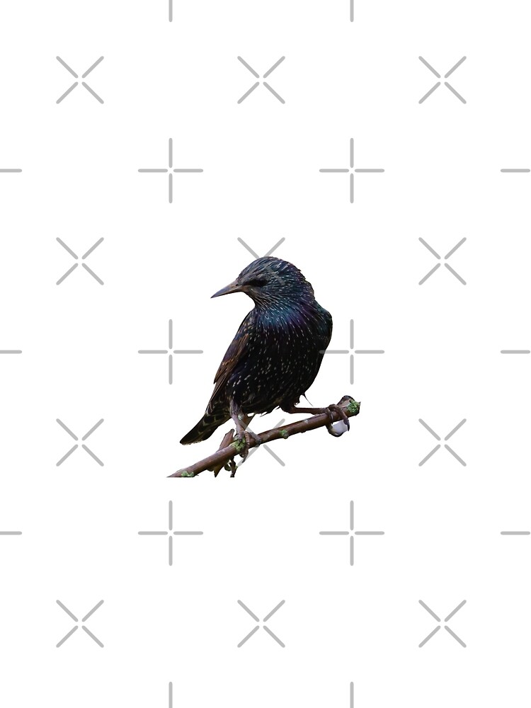 "European Starling" Poster for Sale by VarietyYOU | Redbubble