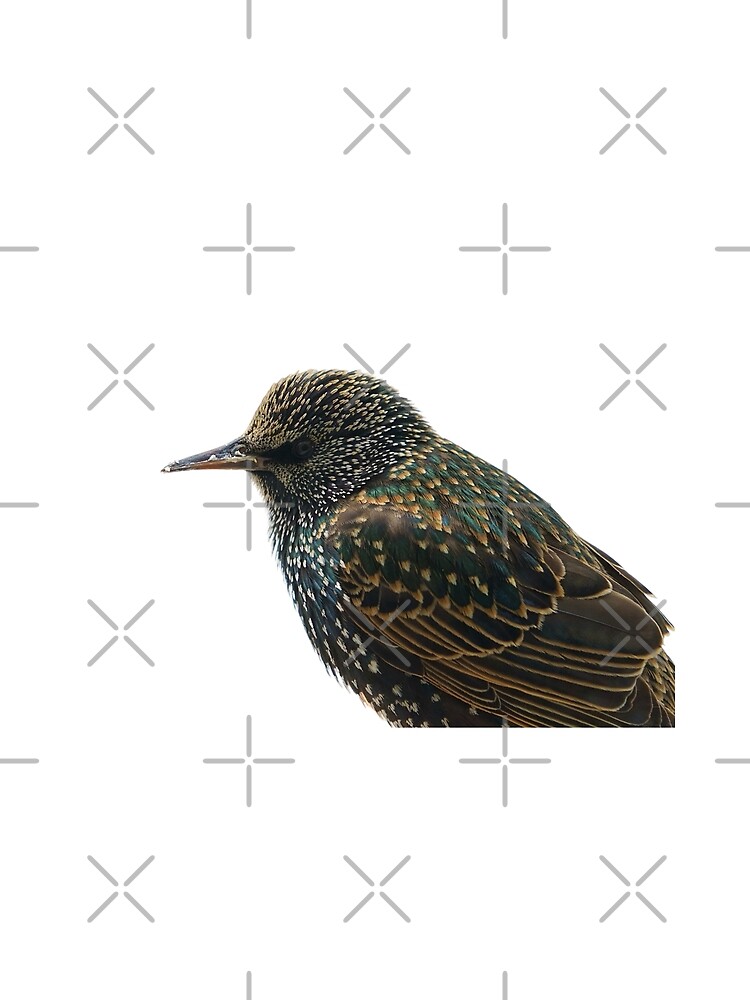 "Chubby European Starling" Poster for Sale by VarietyYOU | Redbubble