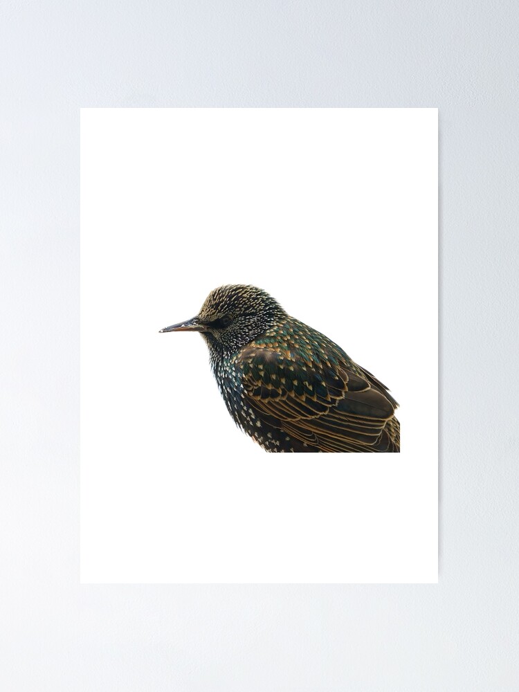 "Chubby European Starling" Poster for Sale by VarietyYOU | Redbubble
