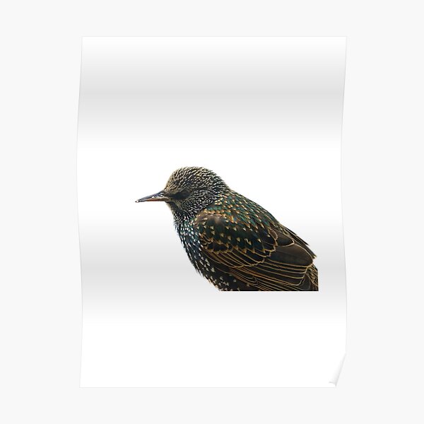 "Chubby European Starling" Poster for Sale by VarietyYOU | Redbubble