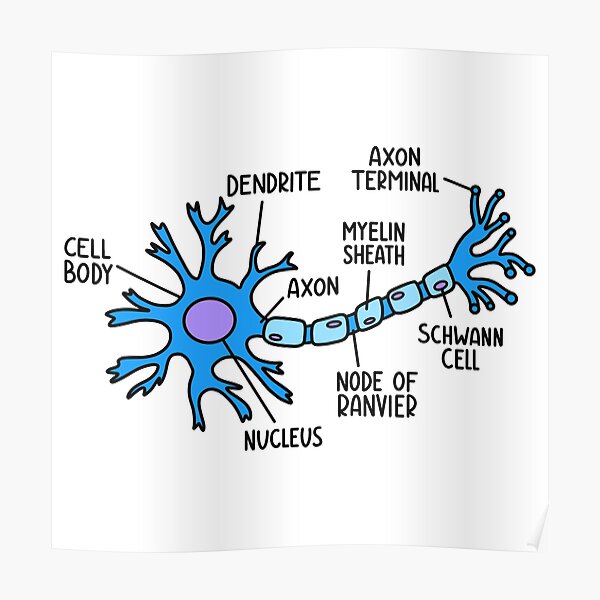 "Hand Drawn Neuron Diagram" Poster for Sale by SofiaSava01 | Redbubble