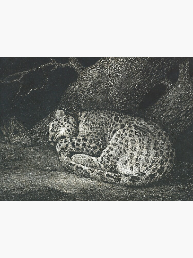 "Sleeping Leopard Cub" Sticker for Sale by xm-h | Redbubble