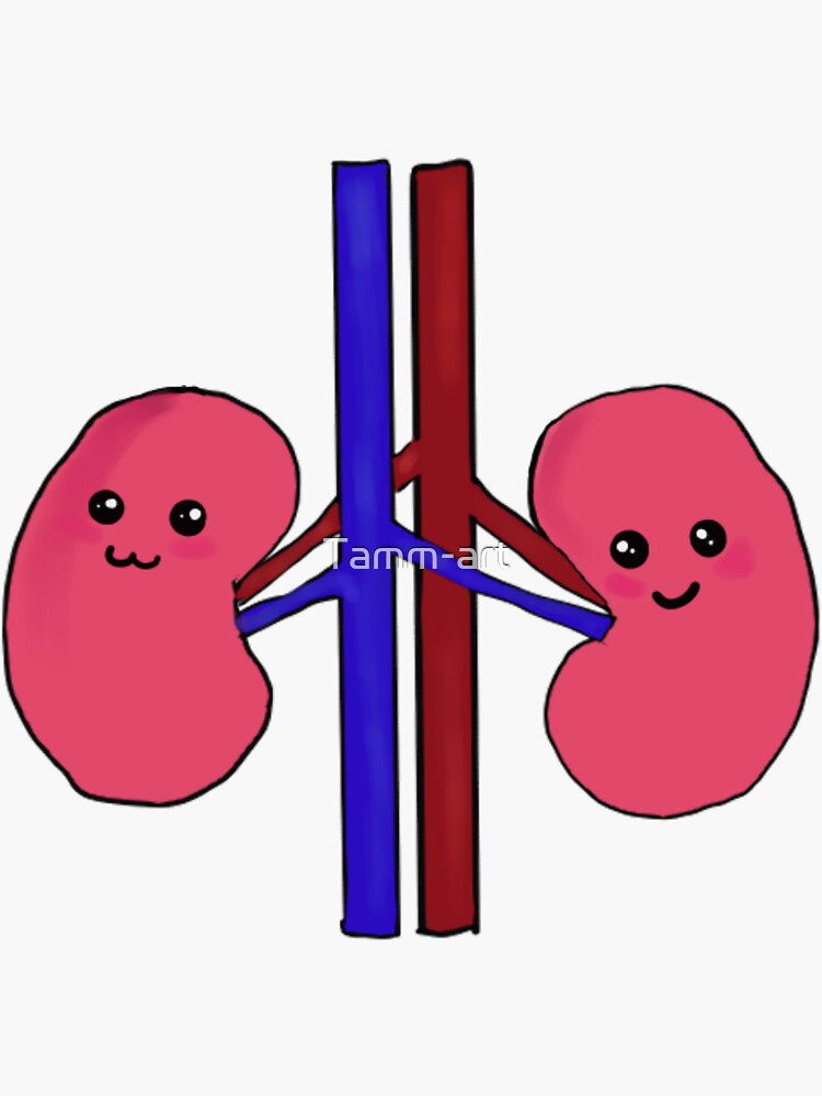 "Cute kidneys " Sticker for Sale by Tamm-art | Redbubble