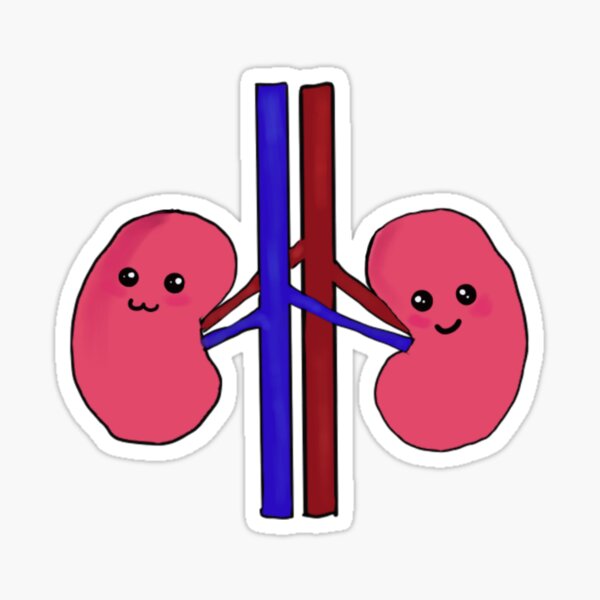 "Cute kidneys " Sticker for Sale by Tamm-art | Redbubble