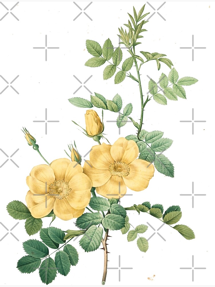 "Yellow rose vintage flower" Poster for Sale by sebettina95 | Redbubble