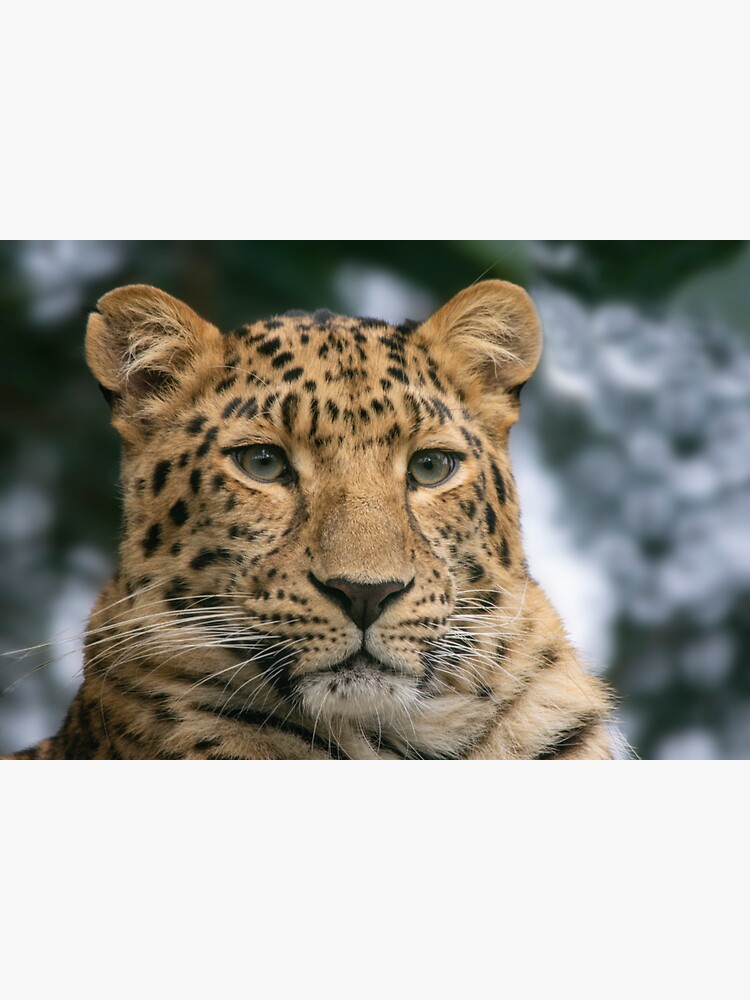 "Amur Leopard portrait" Sticker for Sale by Cushtex | Redbubble