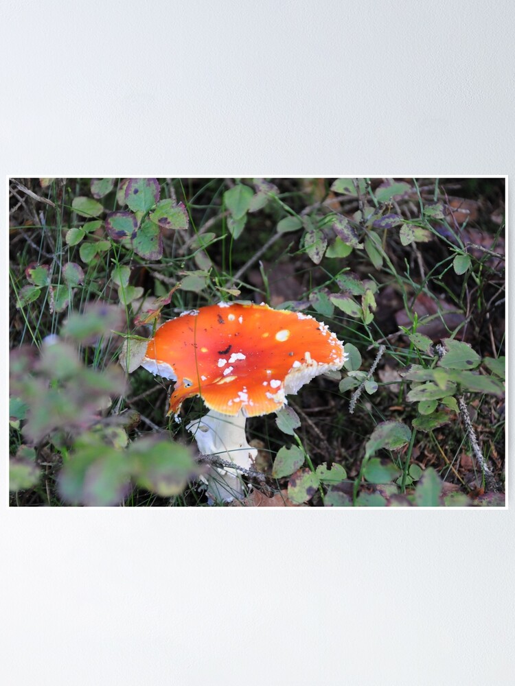 "Follow me into my rabbit hole" Poster by picturetales | Redbubble