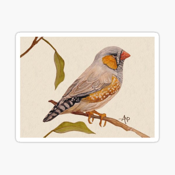 "Zebra Finch" Sticker for Sale by ampomata | Redbubble