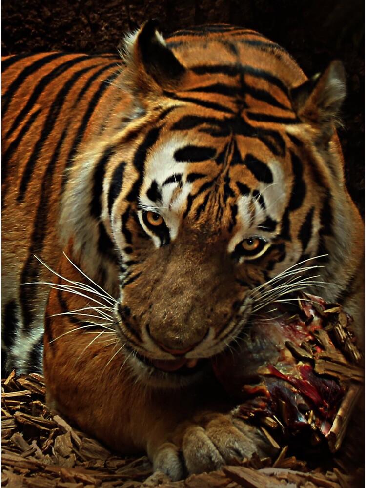 "Sharp lion king" Sticker by Rejcharms | Redbubble