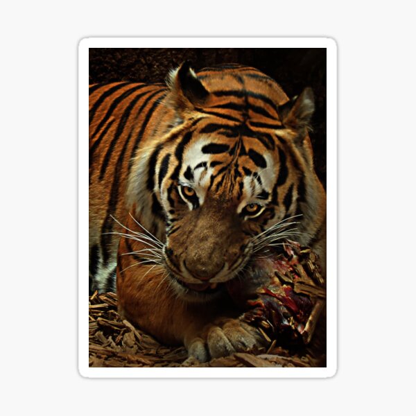 "Sharp lion king" Sticker by Rejcharms | Redbubble