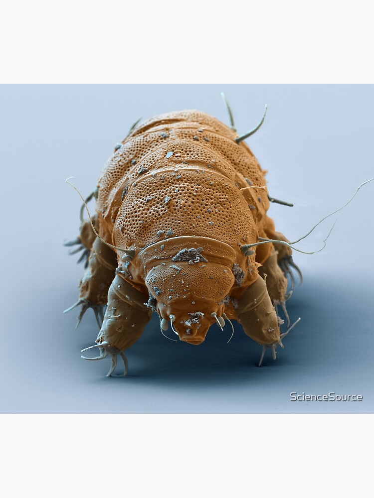 Water Bear or Tardigrade Premium Matte Vertical Poster sold by British ...