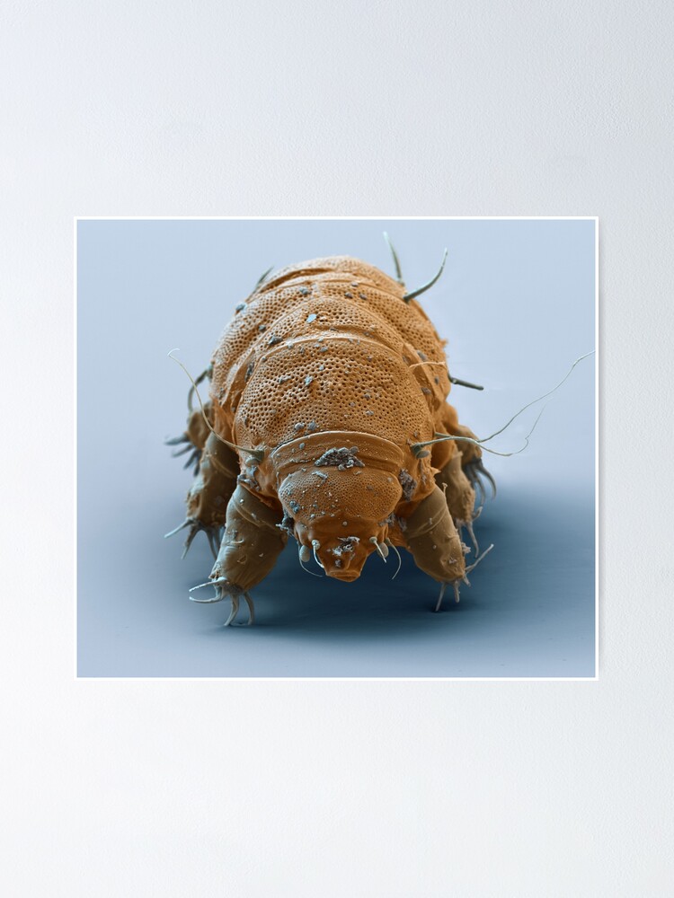 "Water Bear or Tardigrade" Poster for Sale by ScienceSource | Redbubble