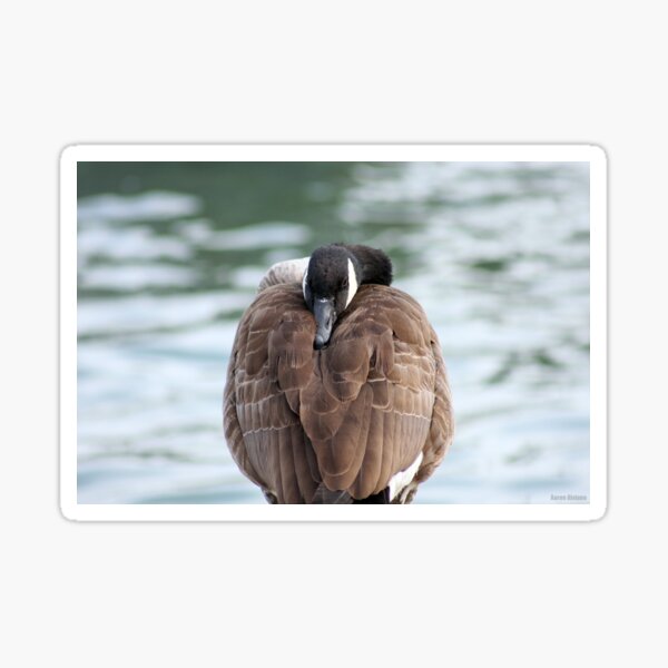 Aaron Alviano Shop | Redbubble