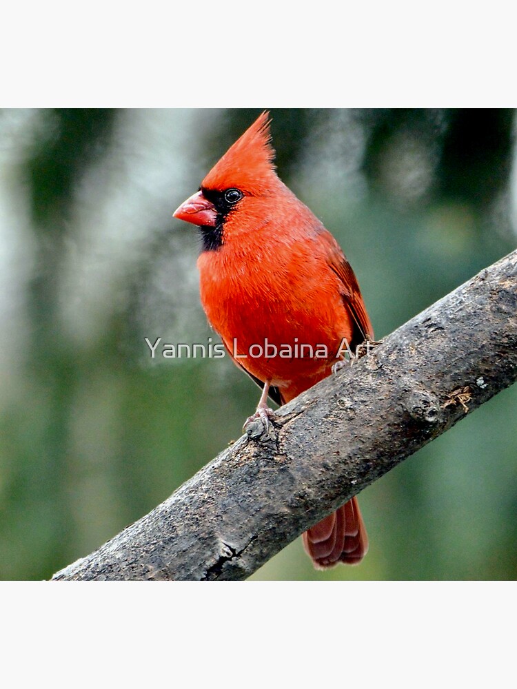 "Colourful Northern Cardinal bird By Yannis Lobaina " Sticker for Sale ...