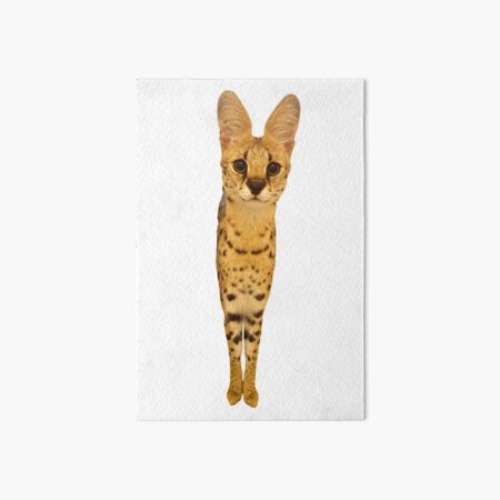 "Funny Sogga Cat Meme" Art Board Print for Sale by fomodesigns | Redbubble