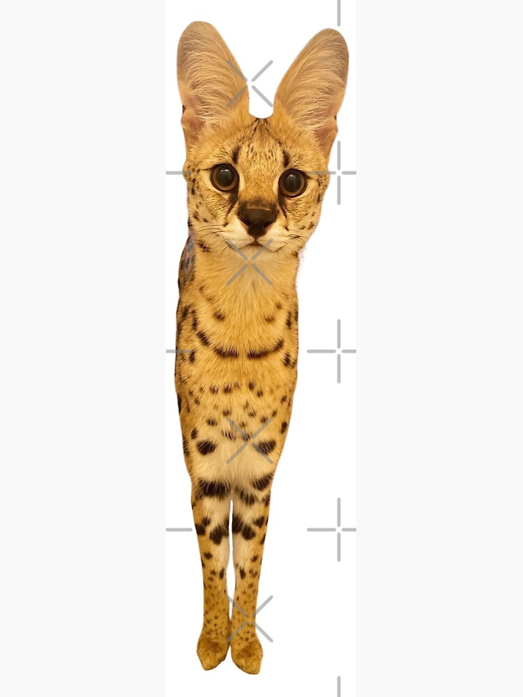 "Funny Sogga Cat Meme" Poster by fomodesigns | Redbubble