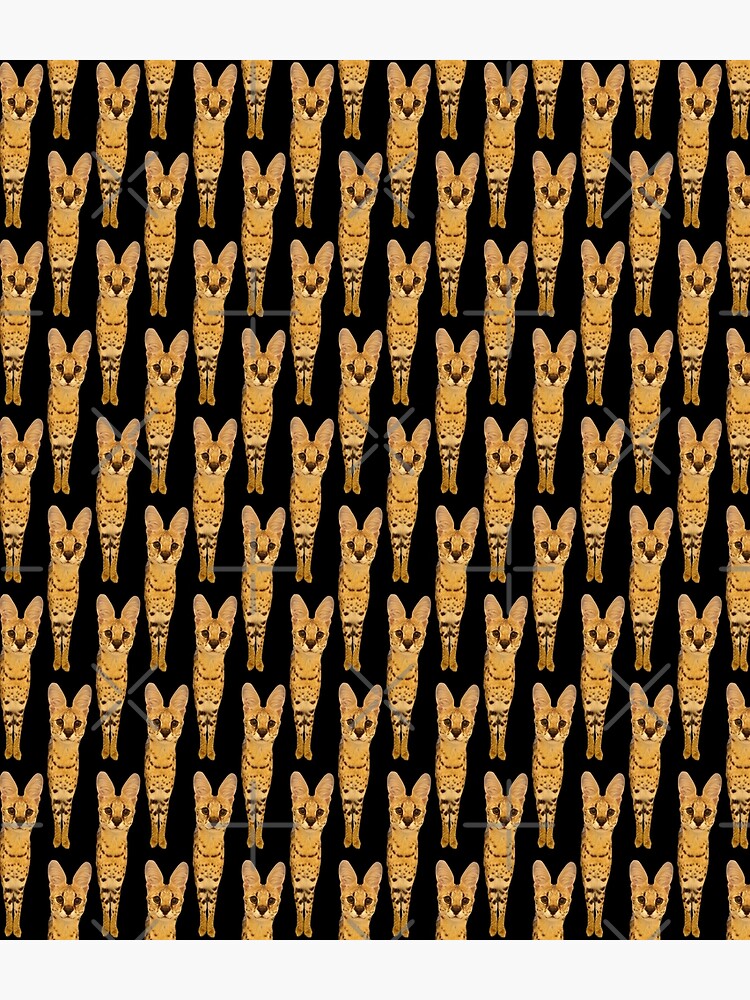 "Rapper Sogga Cat Meme" Backpack for Sale by fomodesigns | Redbubble