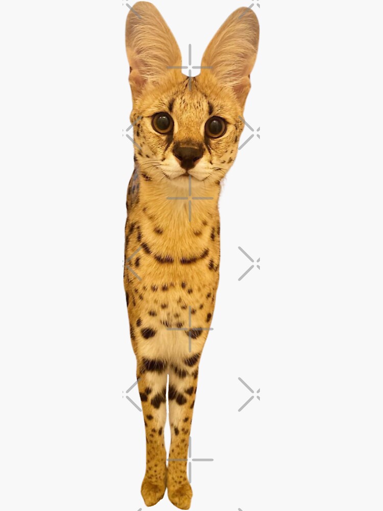 "Rapper Sogga Cat Meme" Sticker for Sale by fomodesigns | Redbubble