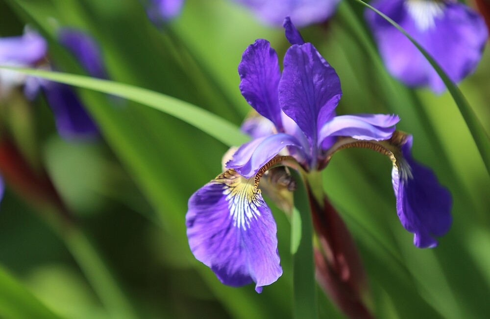 "Purple Iris" by Baxter Linn | Redbubble