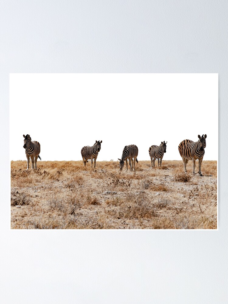 "Zebra Team" Poster for Sale by cdyaro | Redbubble