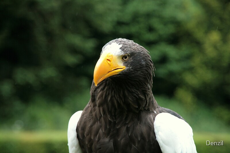 "Bald eagle, Warwick Castle" by Denzil | Redbubble