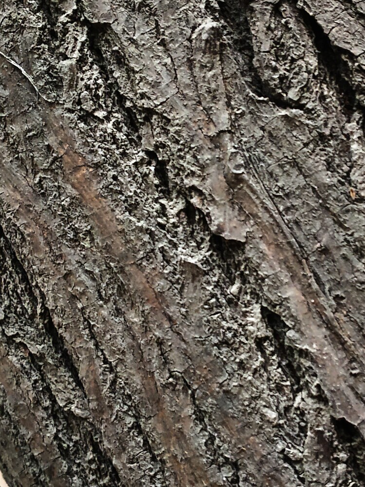 "Tree stem texture" Sticker for Sale by SummerSquare | Redbubble